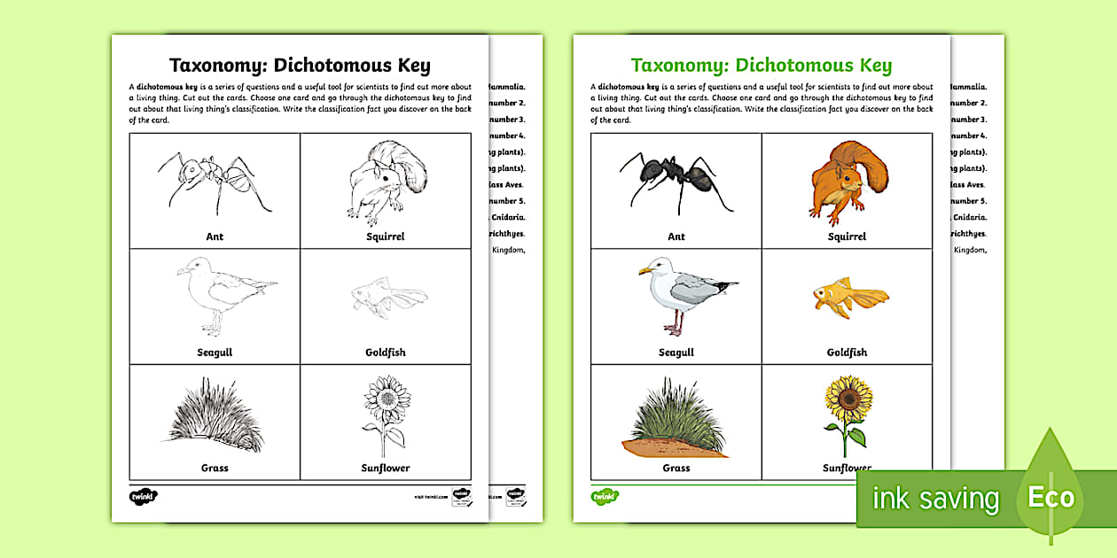 Taxonomy Dichotomous Key Activity Worksheet for 3rd-5th Grade