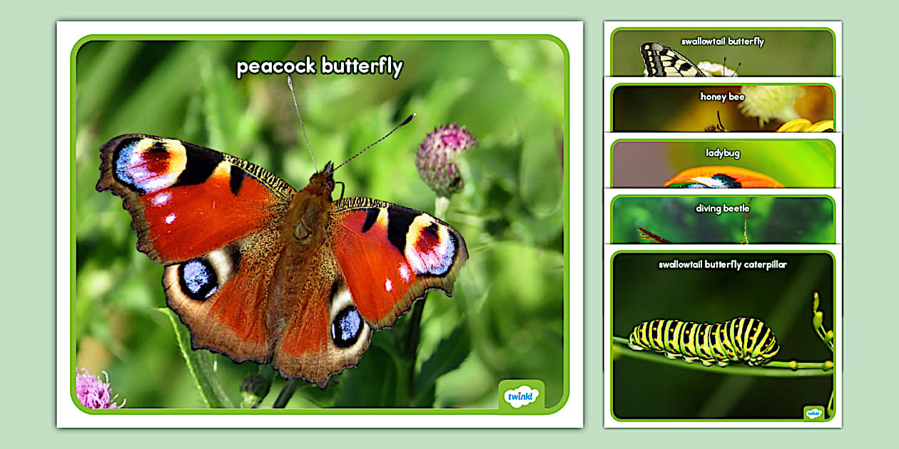 Insects and Bugs Posters (teacher made) - Twinkl