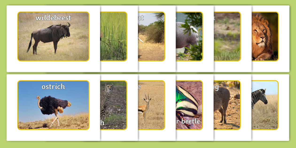 Savanna Animals Photo Pack
