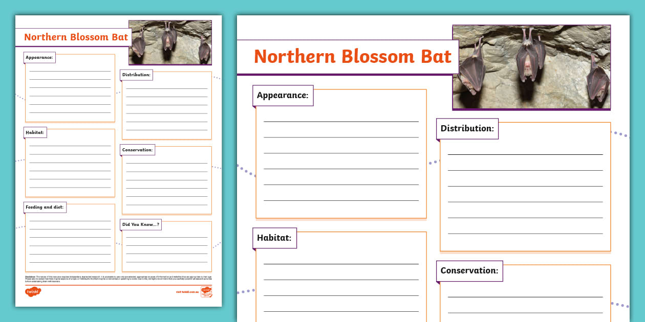 Northern Blossom Bat Fact File Template (teacher made)