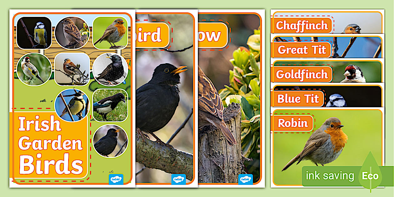 Birdwatch Ireland Poster - Irish Garden Birds (teacher made)
