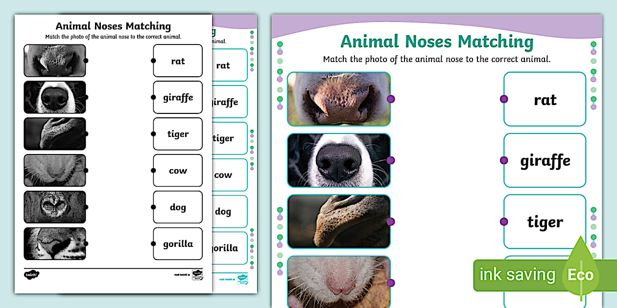 Animal Noses Matching Worksheet (teacher made) - Twinkl