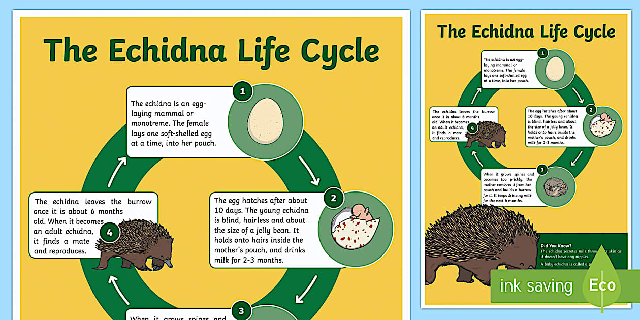 Editable Life Cycle of an Echidna Display Poster - Twinkl