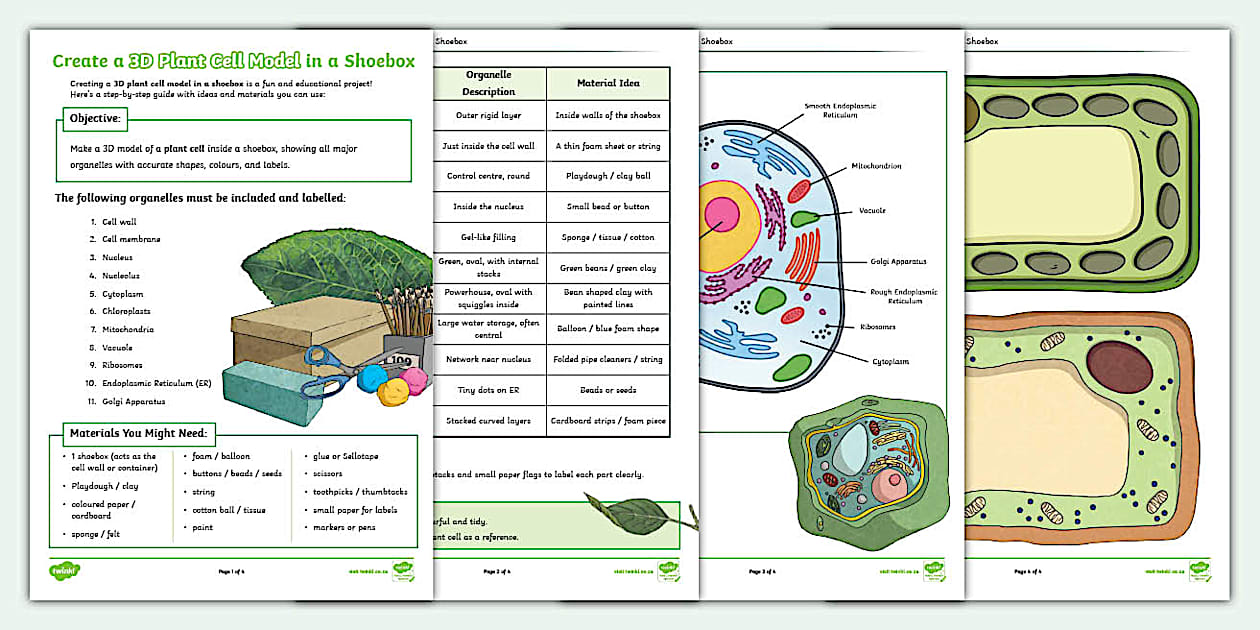 Create a 3D Plant Cell Model in a Shoebox (teacher made)