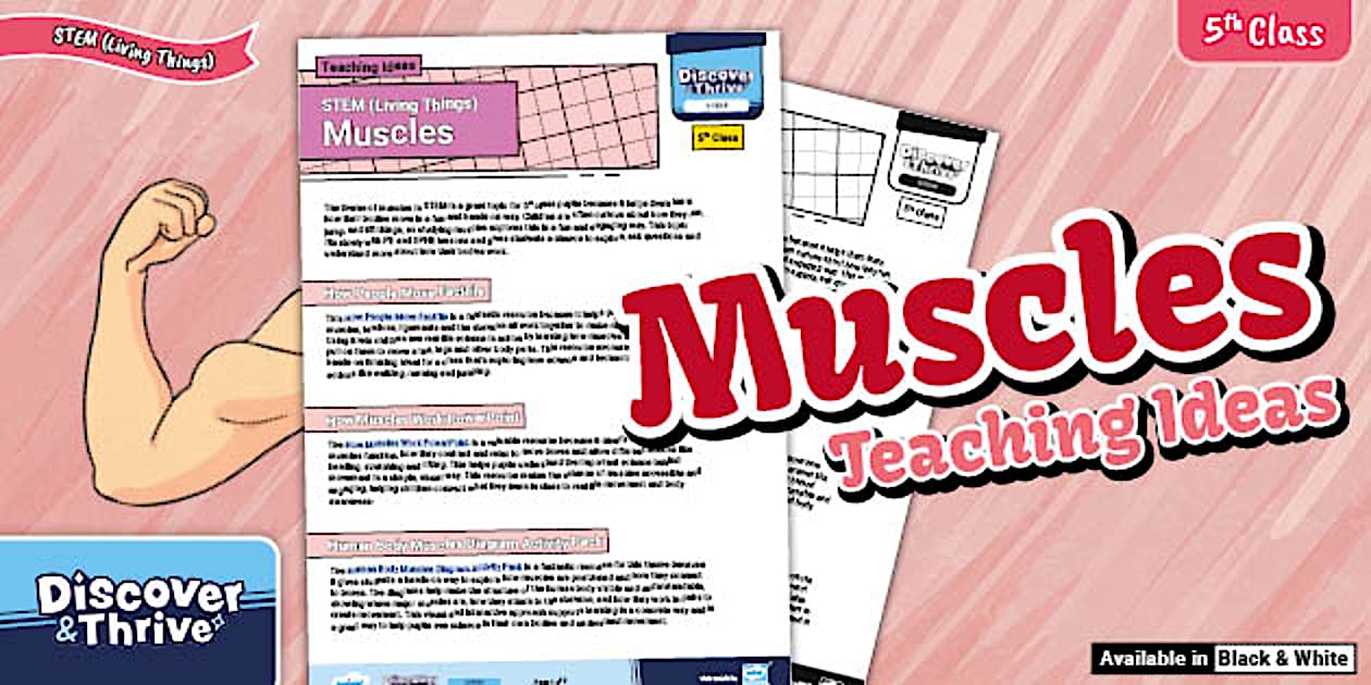 Muscles 5th Class Teaching Ideas