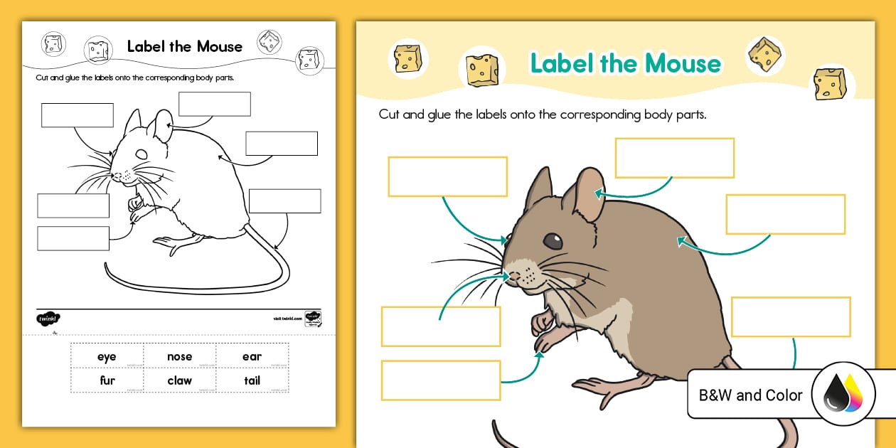 Label the Mouse Worksheet (Hecho por educadores) - Twinkl
