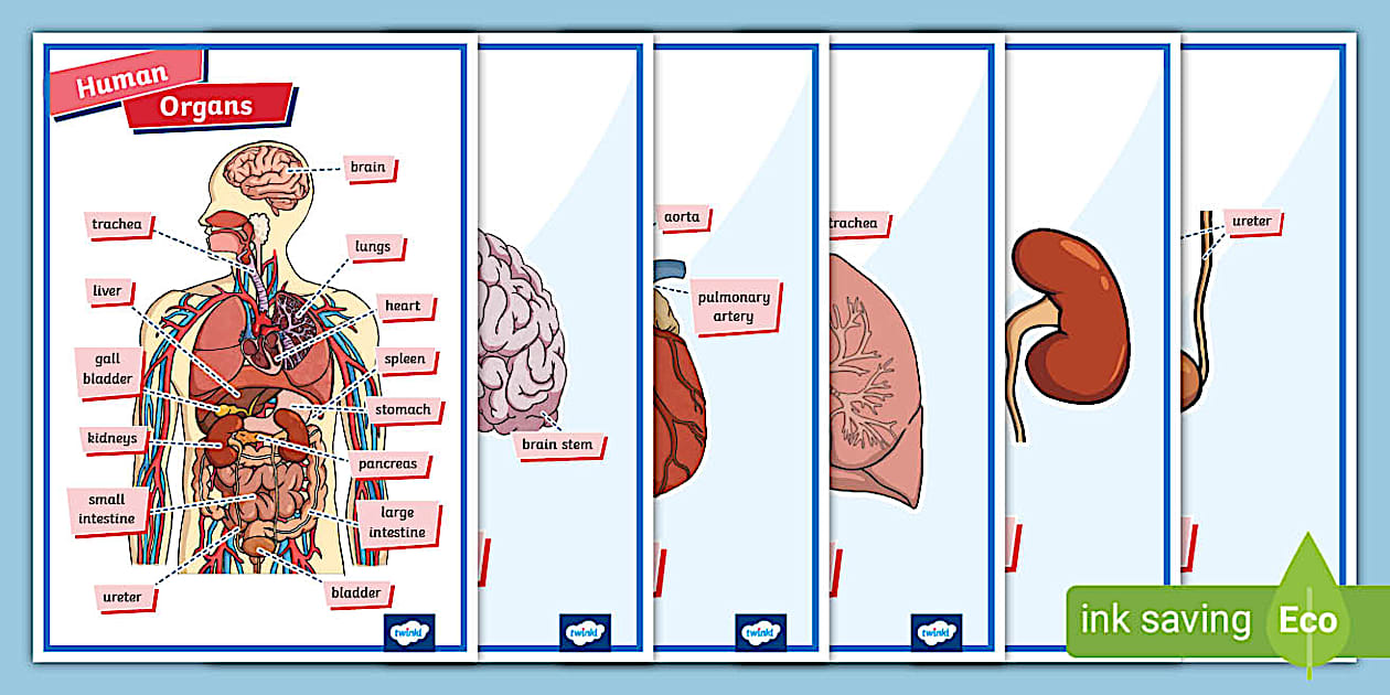 Human Body Poster Printable - KS2 (teacher made) - Twinkl
