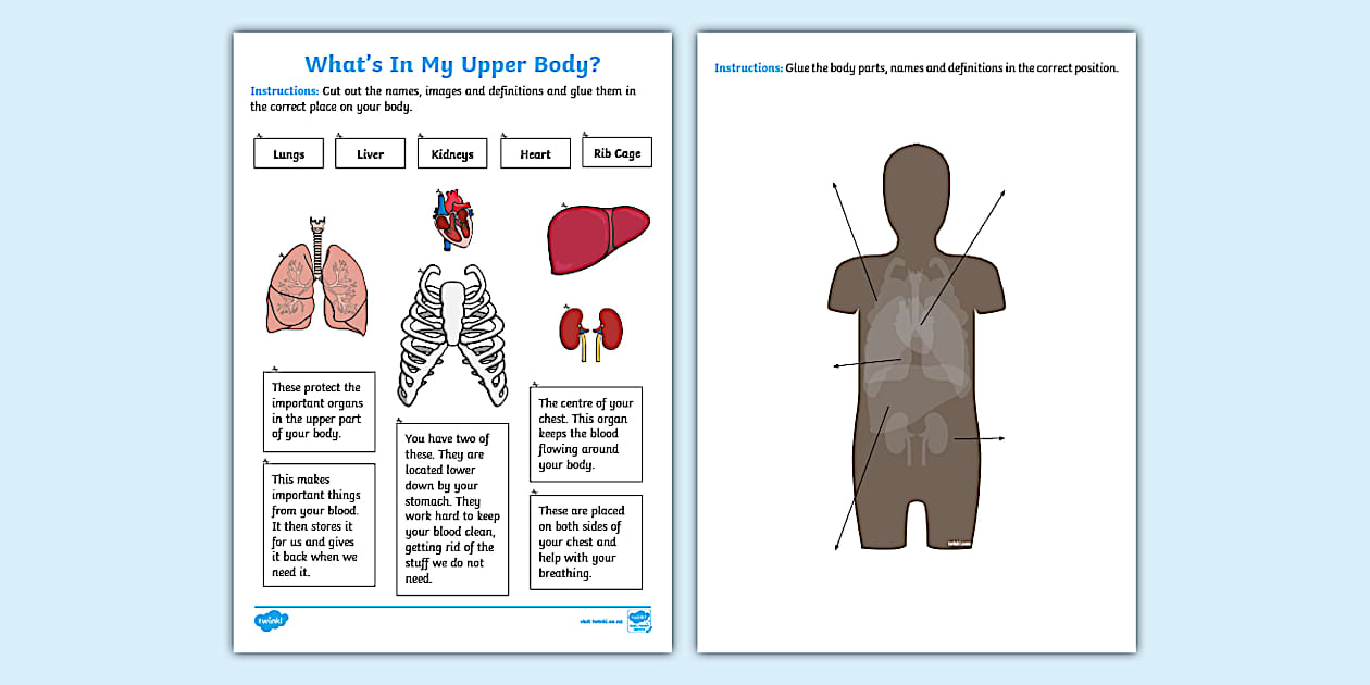 Year 1 and 2 My Body - What's in My Upper Body? - Twinkl