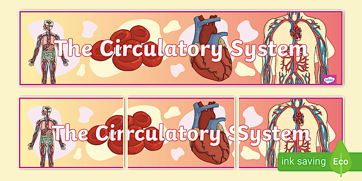 Circulatory System Display Banner, Heart Banner - Twinkl