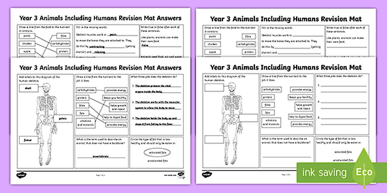KS2 Year 3 Animals Including Humans Revision Activity Mat