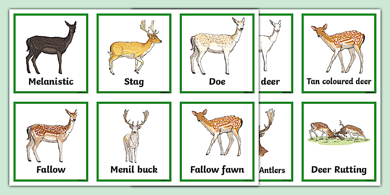 Fallow Deer Word Cards | KS2 Resources | Northern Ireland