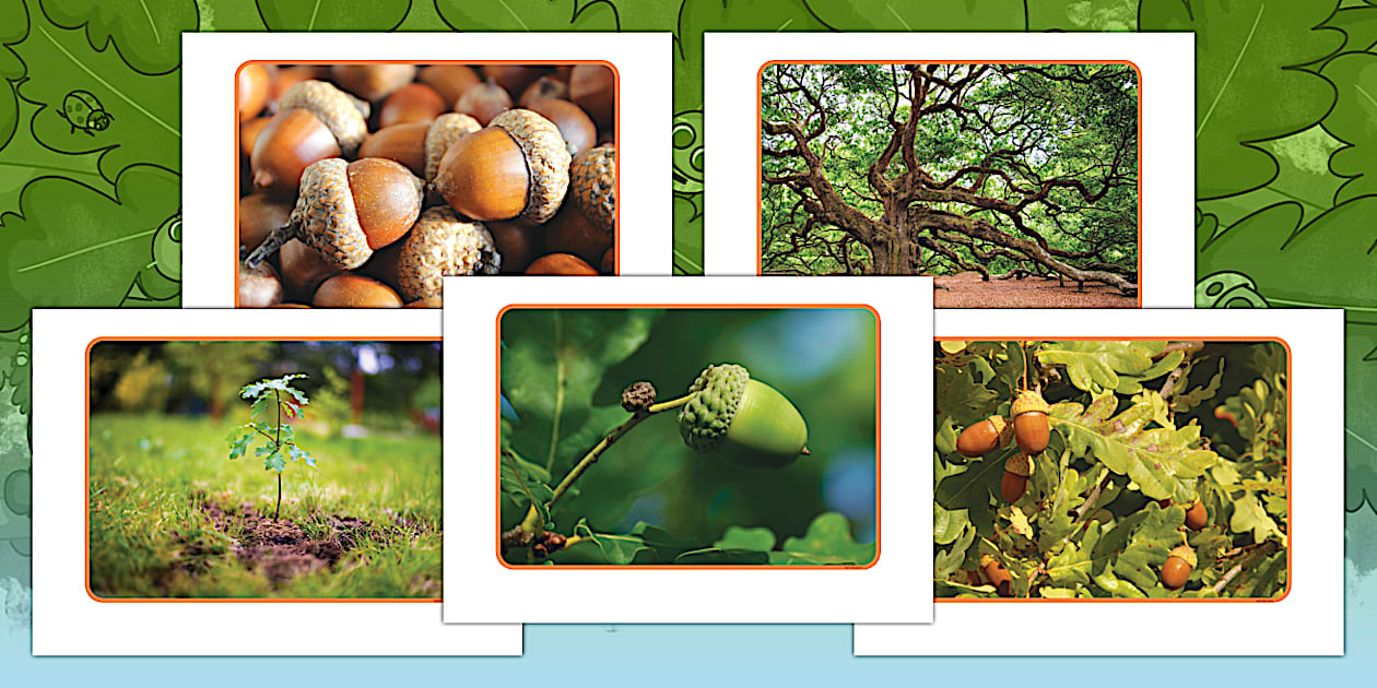 Life Cycle of an Oak Tree Display Posters (teacher made)