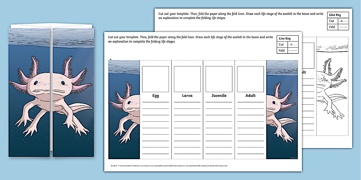 Axolotl Folding Life Stages Template (teacher made) - Twinkl