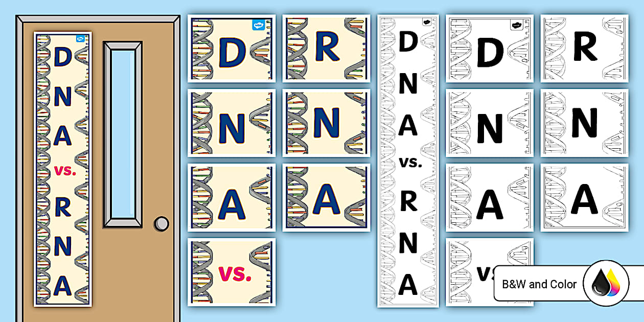 DNA vs. RNA Vertical Door Banner for 6th-8th Grade - Twinkl