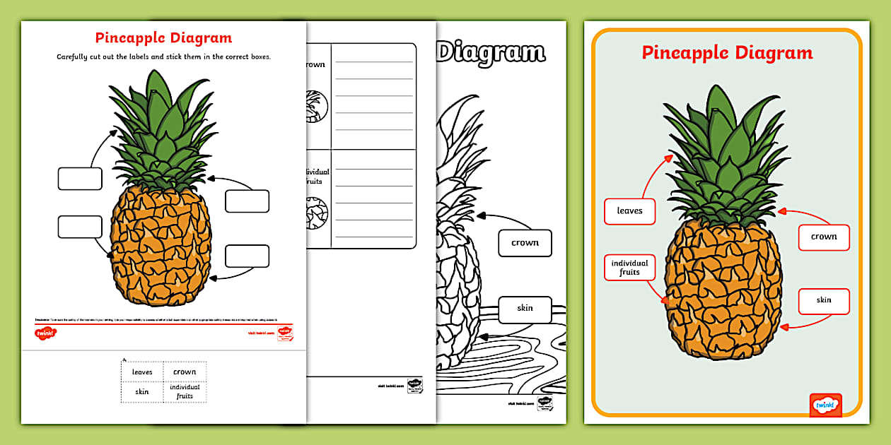 Pineapple Diagram Pack (Teacher-Made) - Twinkl