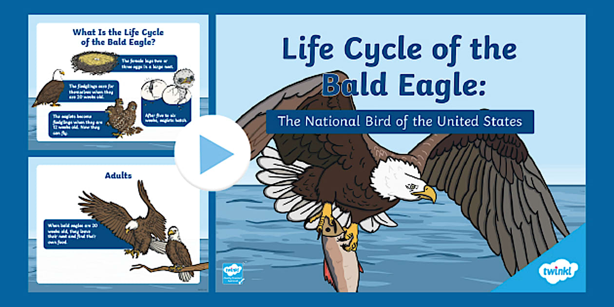 Bald Eagle Life Cycle PowerPoint for Kids | Twinkl USA