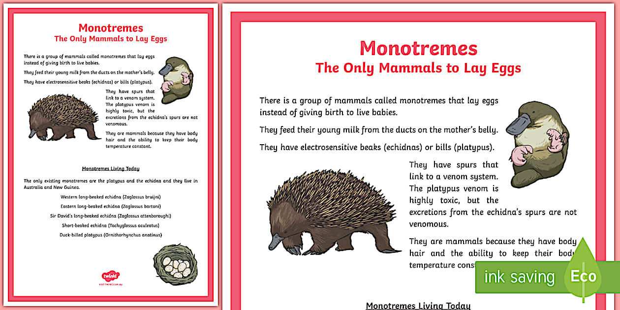 Monotremes Display Poster (Teacher-Made) - Twinkl