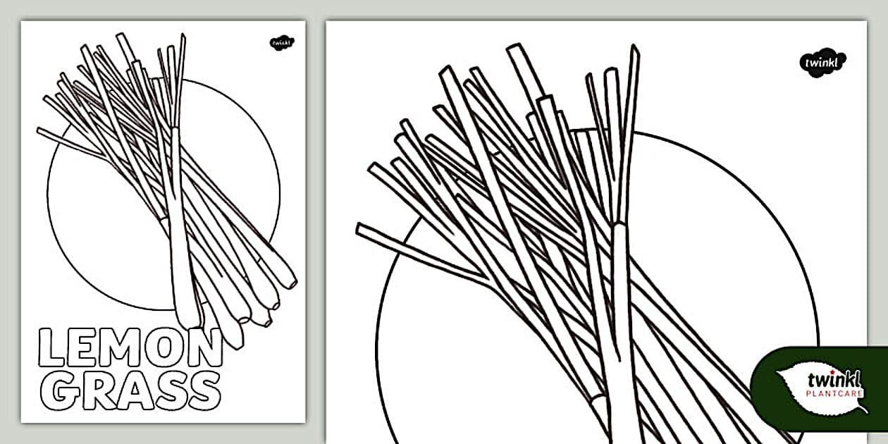 Herb Colouring Sheet: Lemon Grass (teacher made) - Twinkl