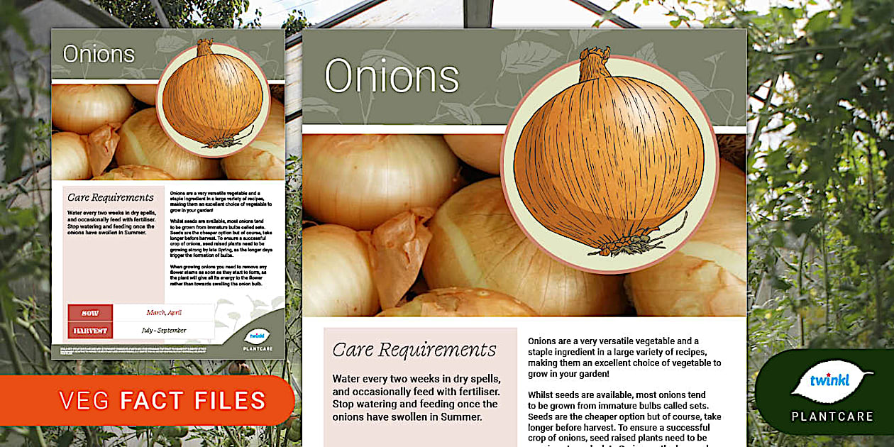 Garden Veg Fact File: Onions, Plantcare, growing vegetables