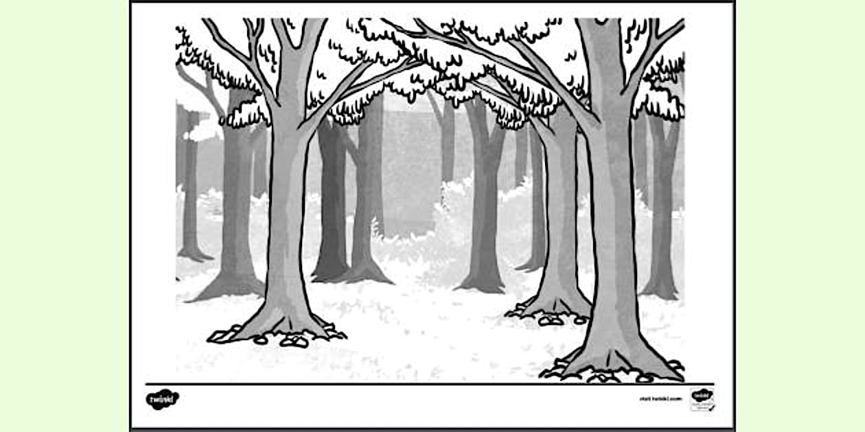 Ash Tree Forest Colouring | Colouring Sheets (Teacher-Made)