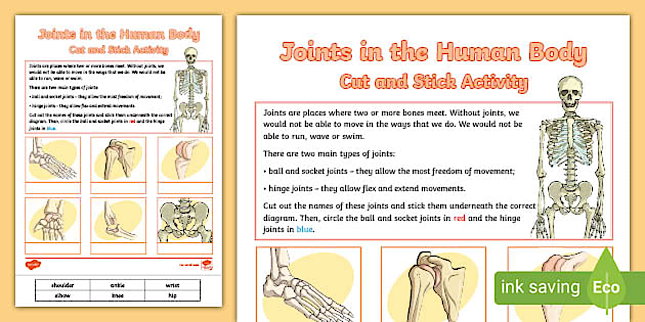 KS2 Types of Joints Matching Activity - Twinkl