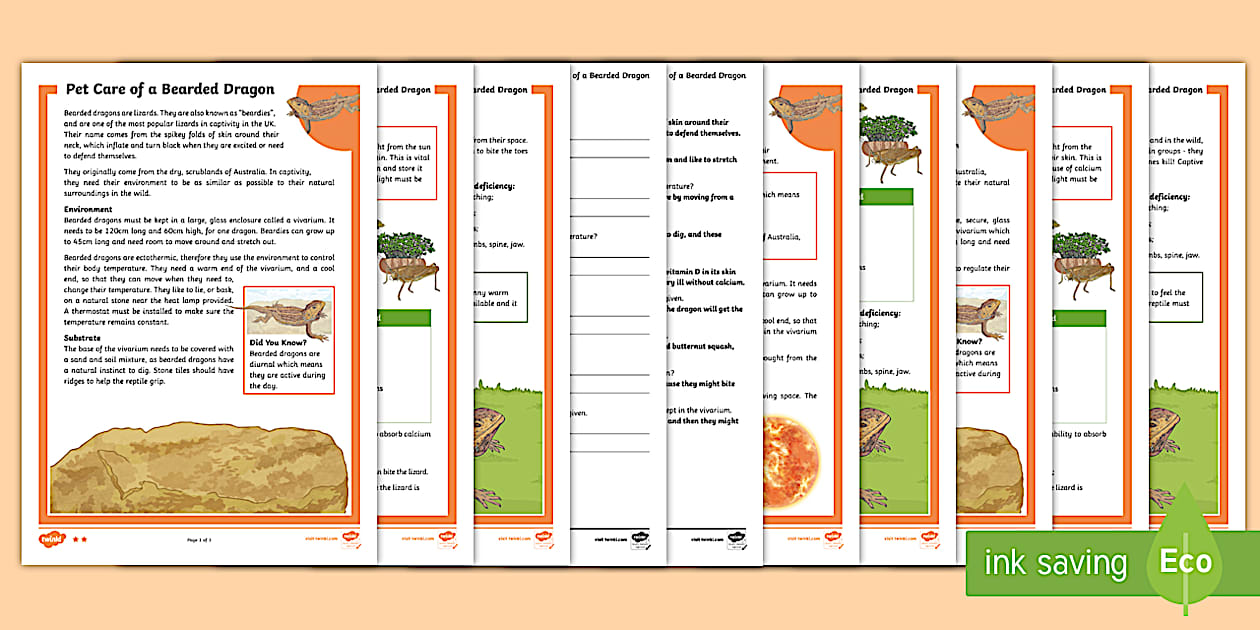 Bearded Dragon Reading Comprehension and Fact Sheet - Twinkl