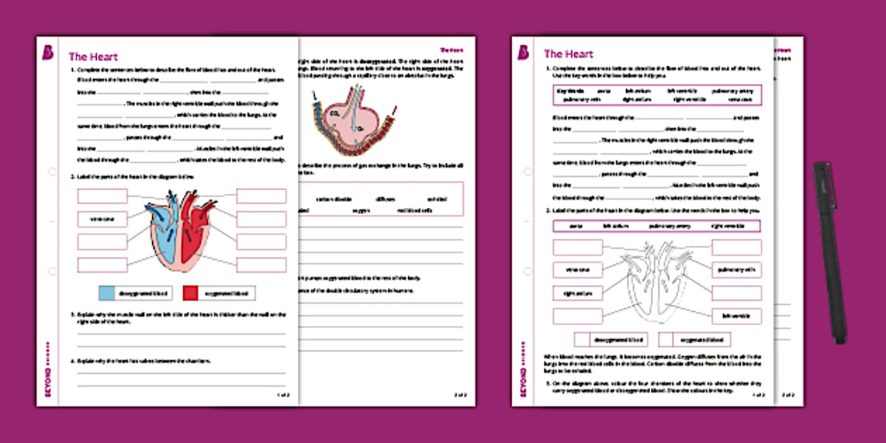 Structure of the Heart Worksheet | KS3 Science | Beyond