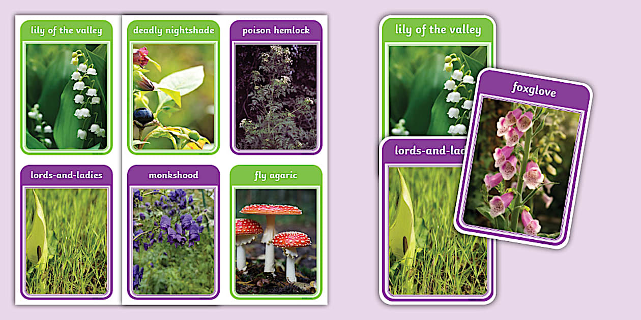 * NEW * Poisonous Plants Photo Flashcards - Twinkl