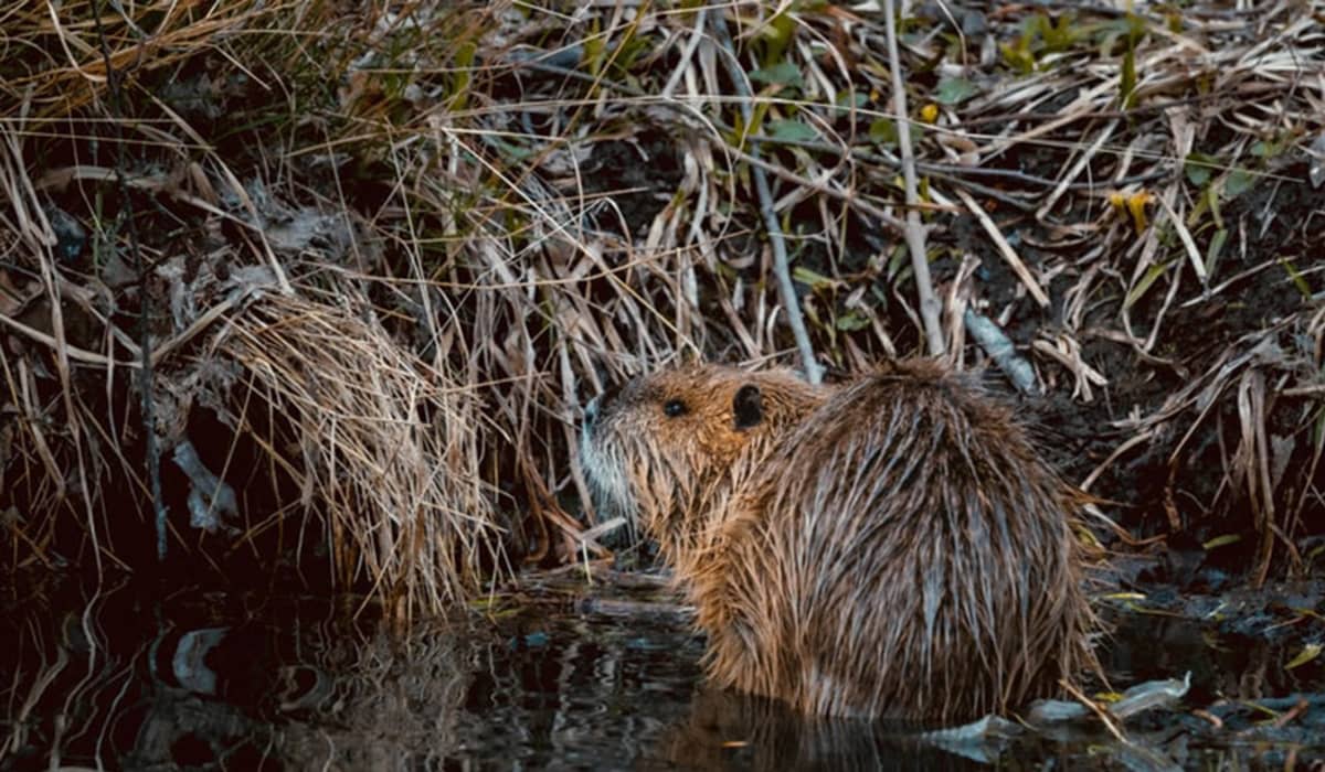 which animals make dams