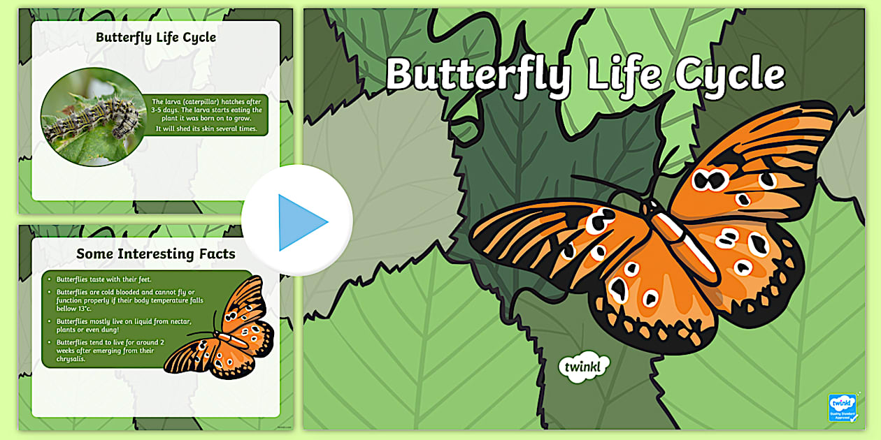Painted Lady Life Cycle PowerPoint - Painted Lady Butterfly Life Cycle