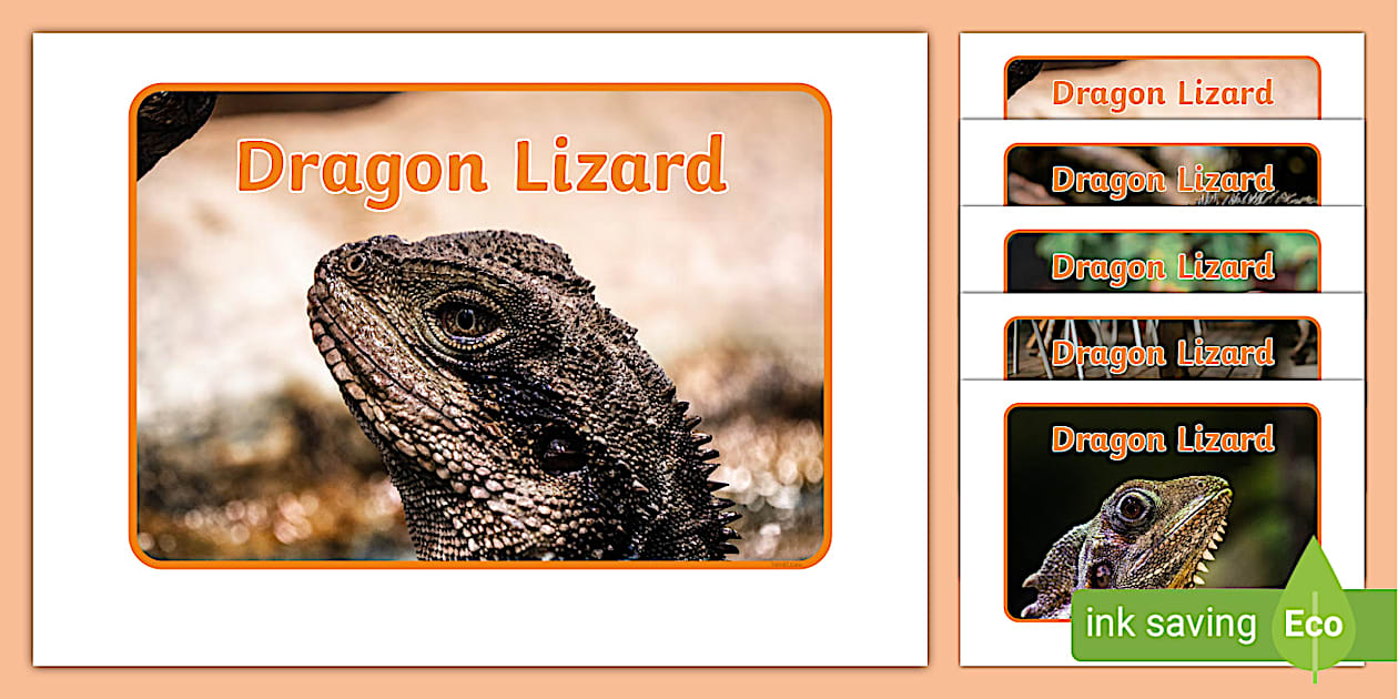 Dragon Lizard Photo Pack (Teacher-Made) - Twinkl