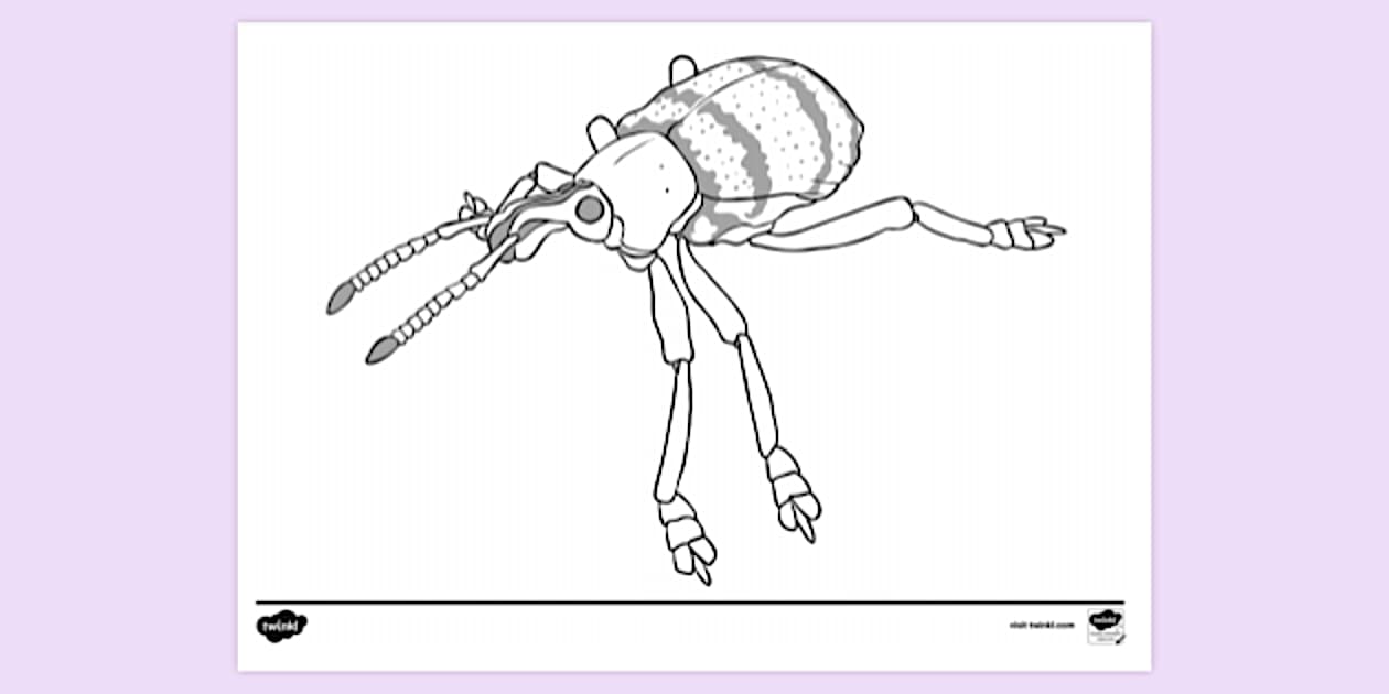 Rainforest Weevil Colouring | Colouring Sheets - Twinkl