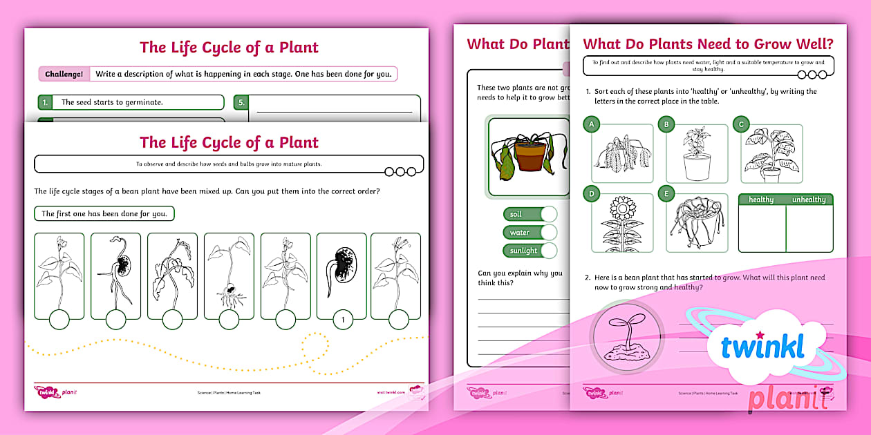 Science: Plants: The lifecycle of a Plant: Year 2 - Twinkl
