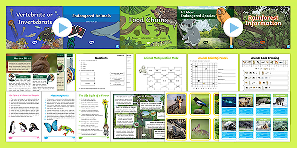 Wildlife Activity Pack (teacher made) - Twinkl