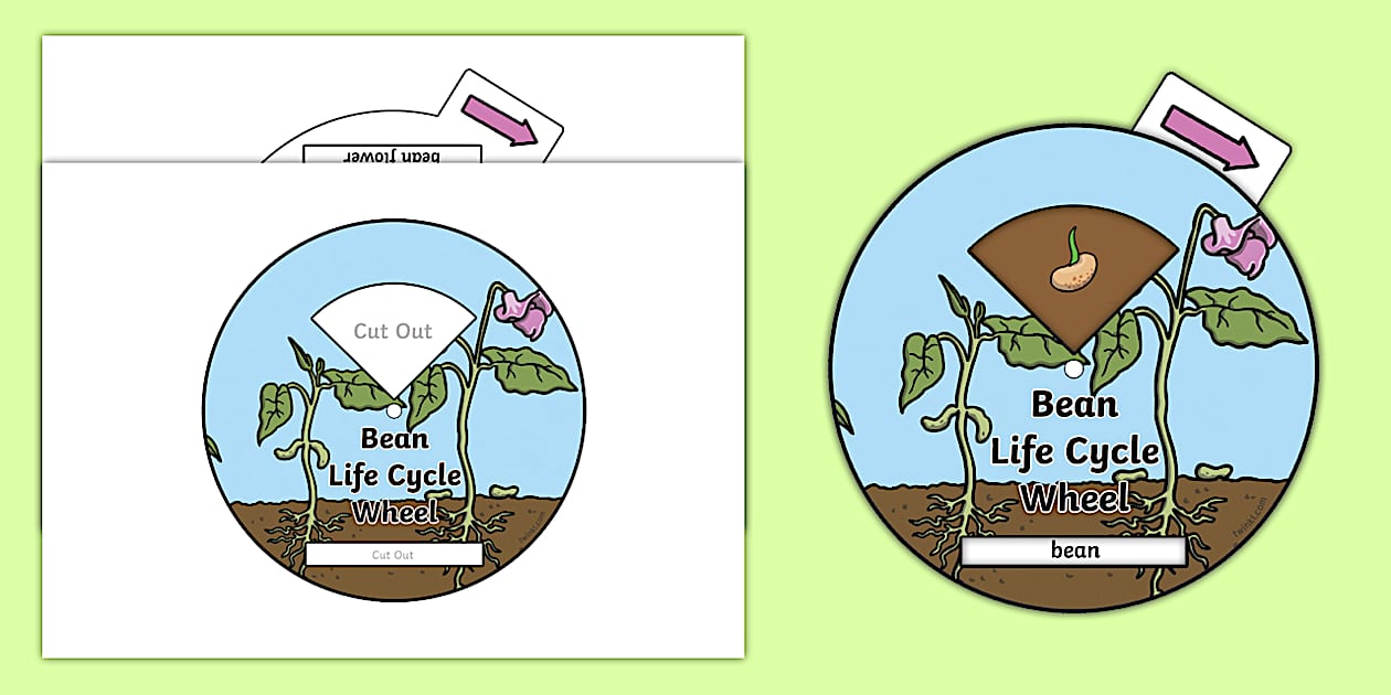 Black and White Bean Life Cycle Spin Wheel - Twinkl