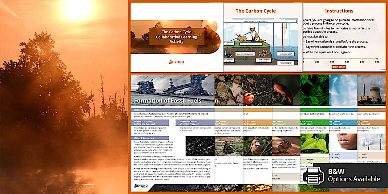 Carbon Cycle Speed Dating Activity | Beyond (teacher made)