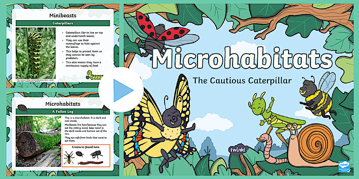 KS1 Microhabitats PowerPoint | Resources (teacher made)