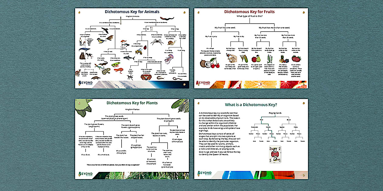 Dichotomous Key Poster Pack (Teacher-Made) - Twinkl