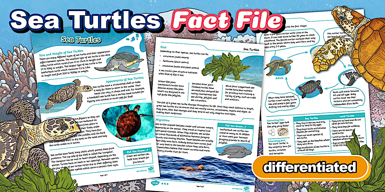 Sea Turtles Differentiated Fact Files - Sea Turtle Facts