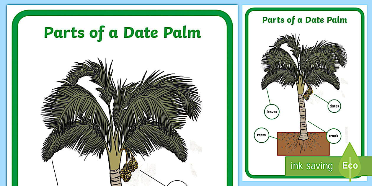 Parts of a Date Palm Display Poster (teacher made) - Twinkl