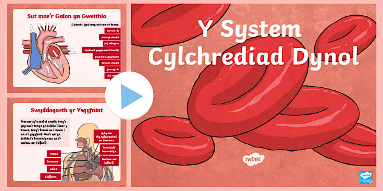 Pŵerbwynt Y System Cylchrediad Dynol (Teacher-Made)