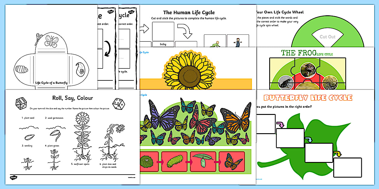 Top Ten Life Cycles Activity Pack (teacher made) - Twinkl
