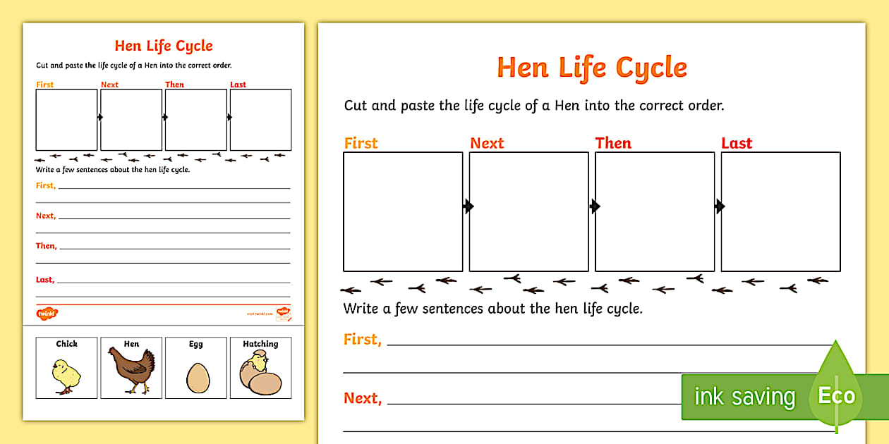 Editable Hen Life Cycle Sentence Writing Worksheet - Twinkl