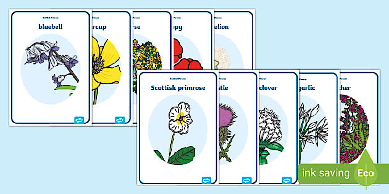 Scottish Flowers Display Posters (teacher made) - Twinkl