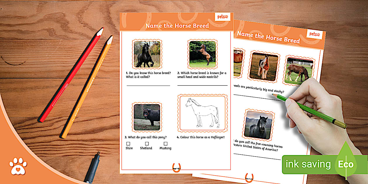 Name the Horse Breed Activity Sheet - Pets Activity Sheet