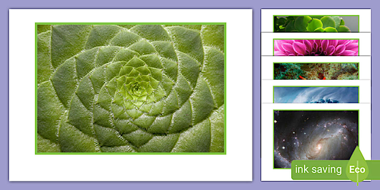 Fibonacci Sequence in Nature 2 Photo Pack (teacher made)