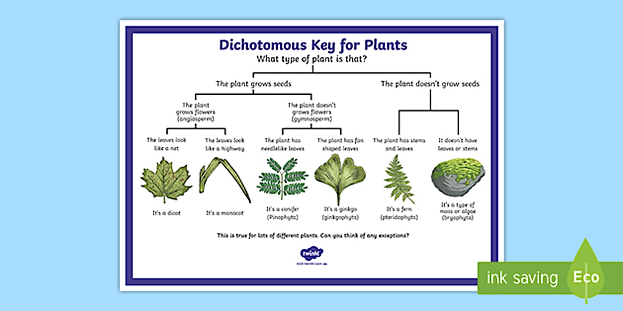 Dichotomous Key for Plants (teacher made) - Twinkl