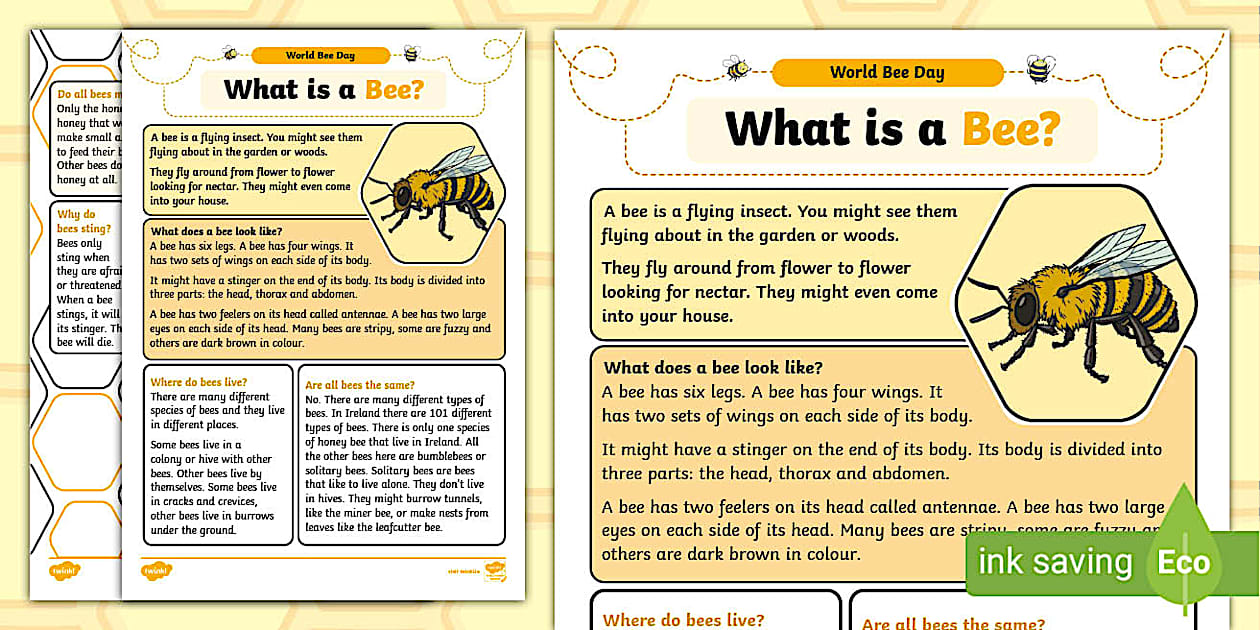 What is a Bee? Reading Comprehension (teacher made) - Twinkl