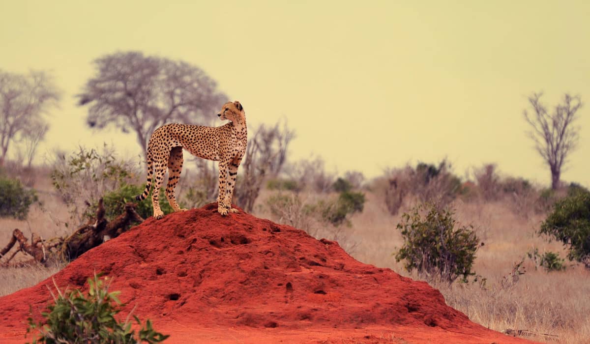 Cheetahs Return to India after Seven Decades - Twinkl NewsRoom