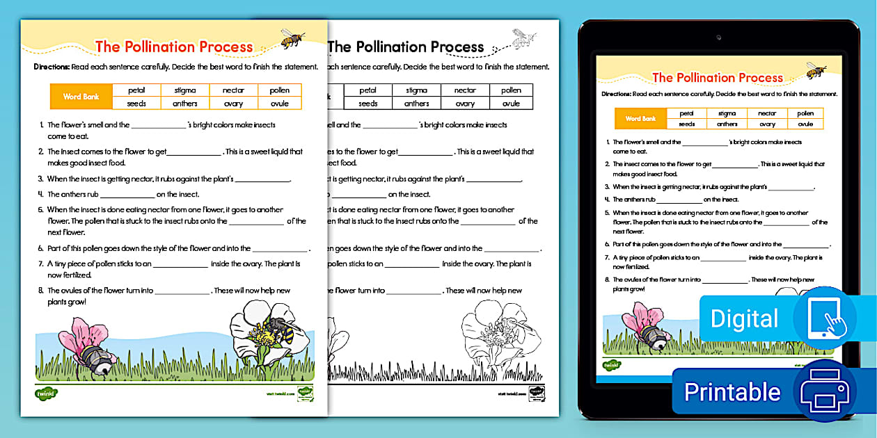 The Pollination Process Worksheet for K-2nd Grade - Twinkl